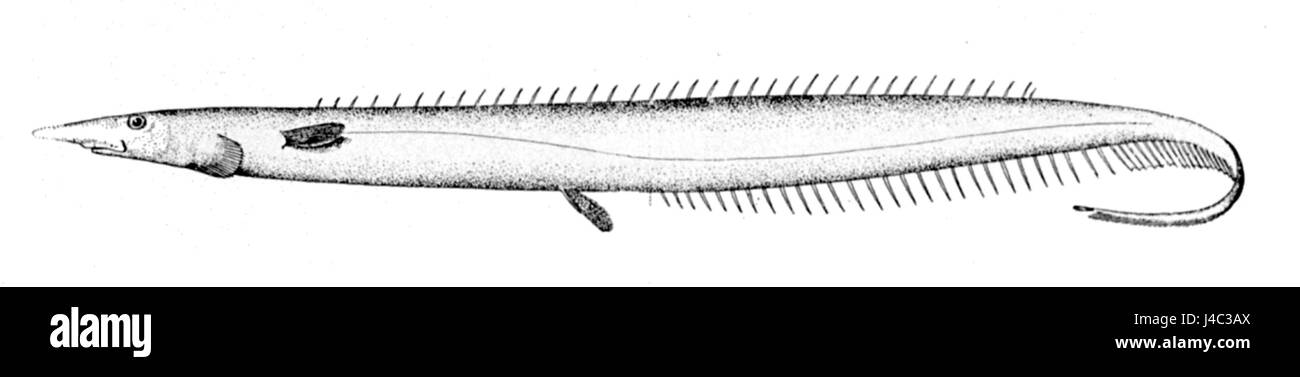 Polyacanthonotus rissoanus, a species of fish in the family Cottidae ...