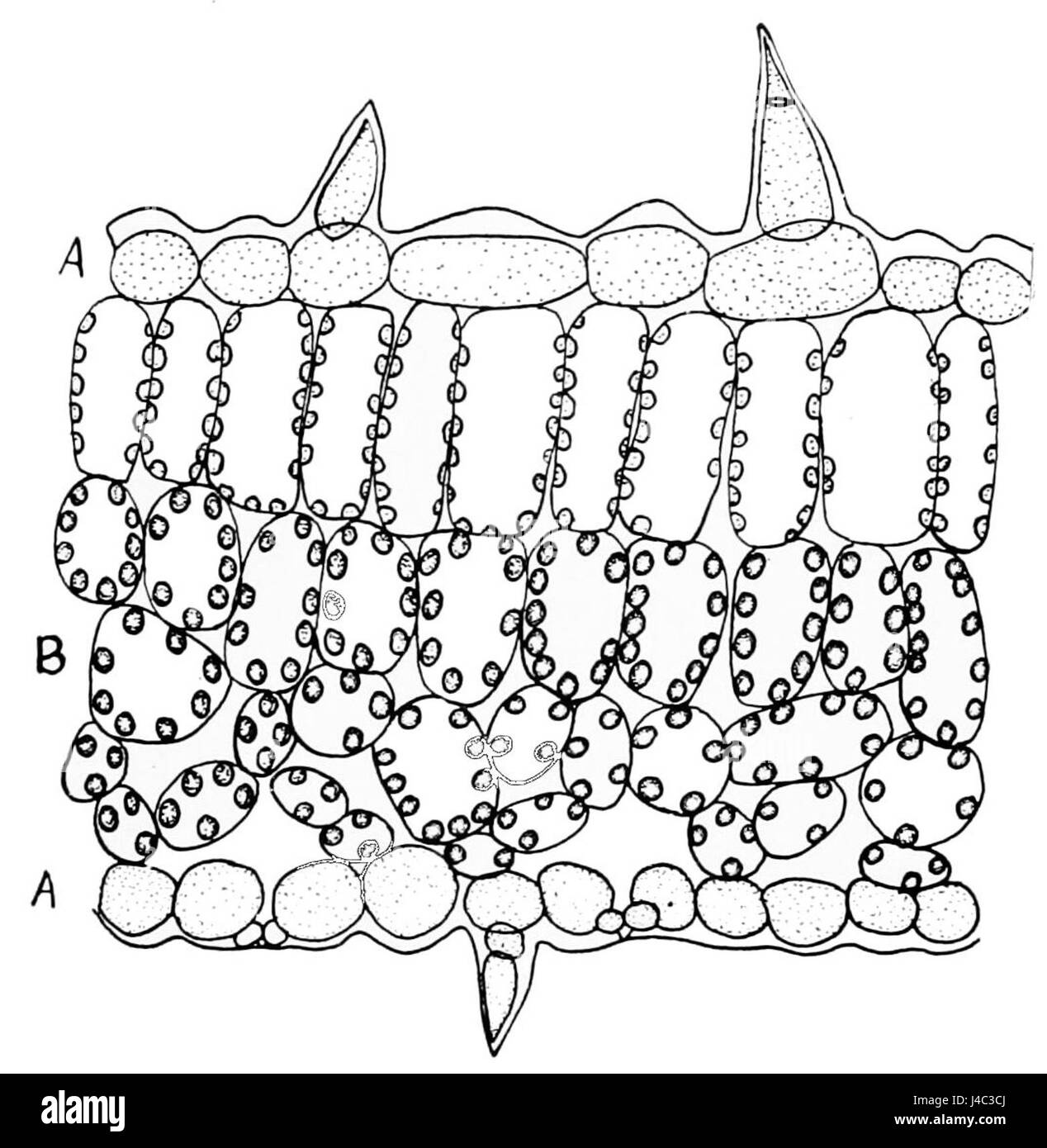 Plant leaf cells Cut Out Stock Images & Pictures - Alamy