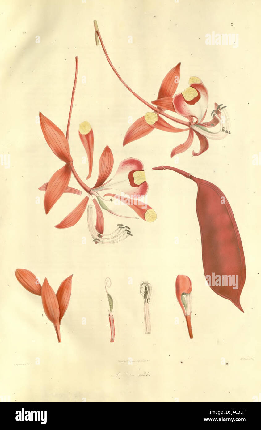 Species amherstia nobilis hi-res stock photography and images - Alamy