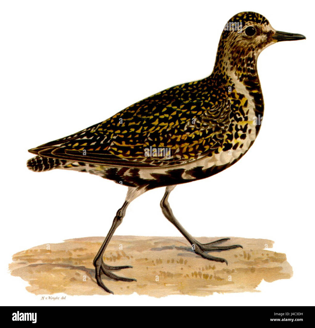 Migratory bird diversity Cut Out Stock Images & Pictures - Alamy