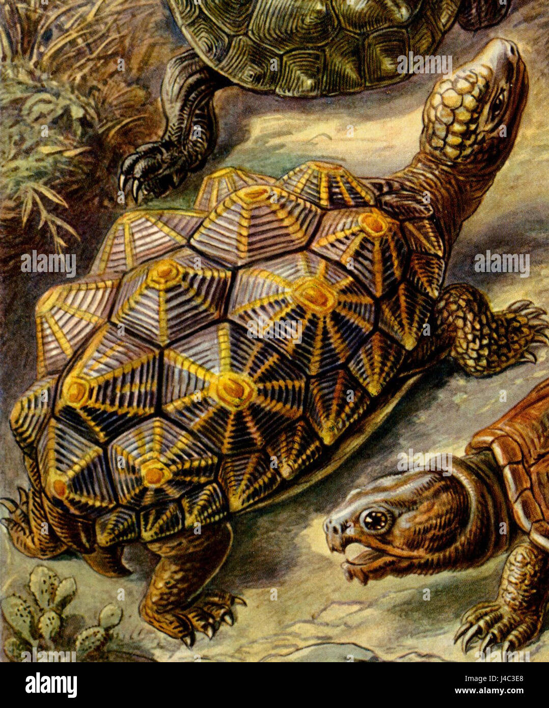 The geometric tortoise (Psammobates geometricus) is a critically ...