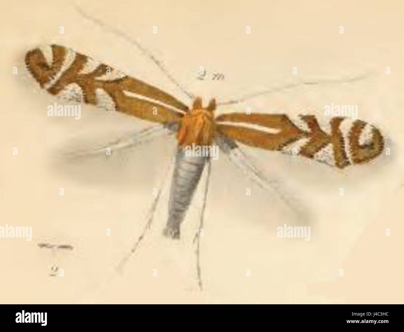 Phyllonorycter lantanella is a species of moth in the Gracillariidae family, known for its leaf ...