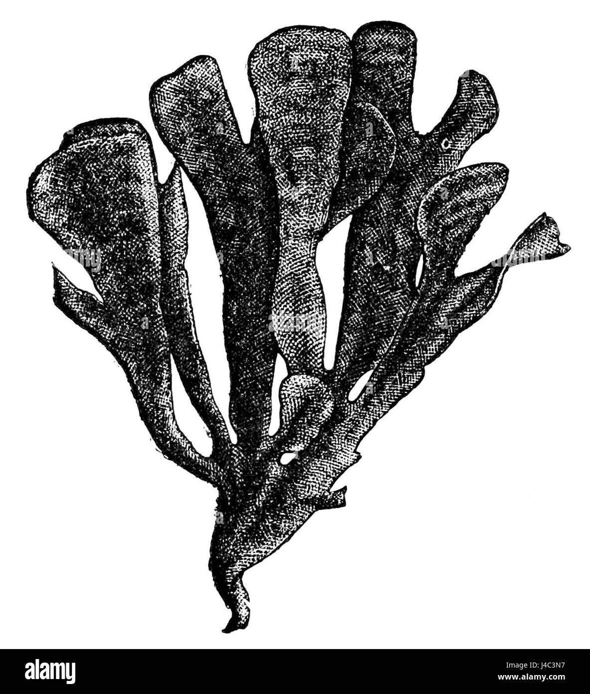 The image shows Bryozoa, small colonial animals, growing on oysters ...