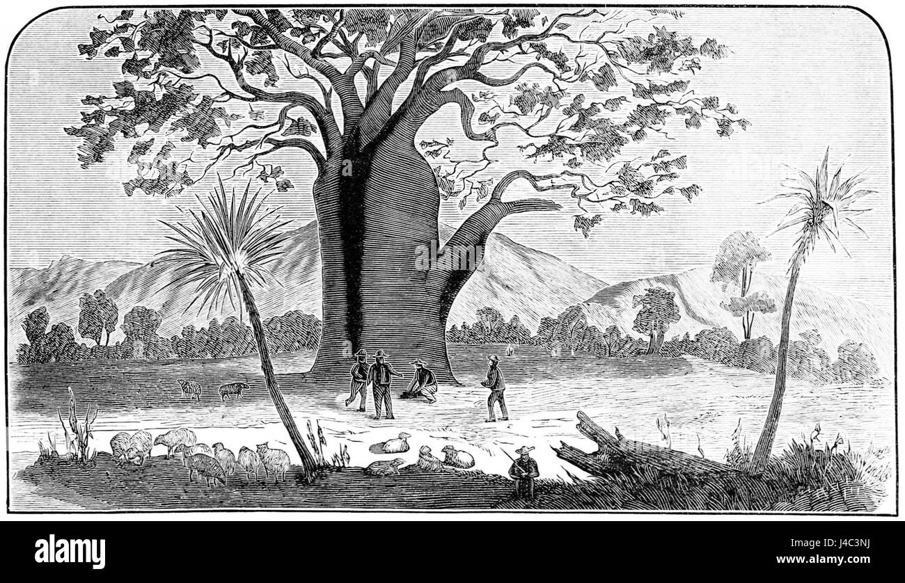 The monkey bread tree, also known as the baobab, is native to Australia ...