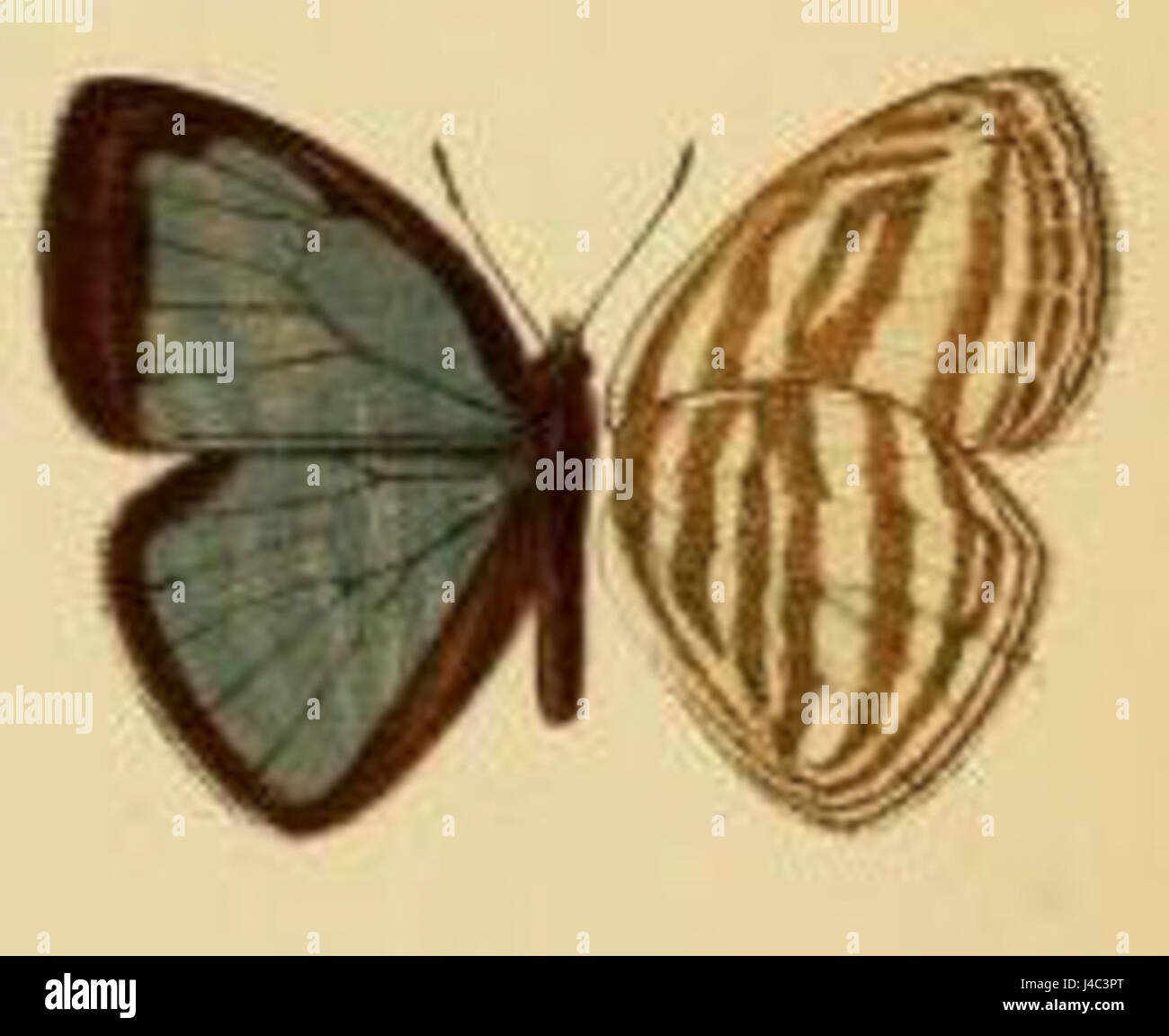 Powellana cottoni is a species of freshwater snail in the family ...