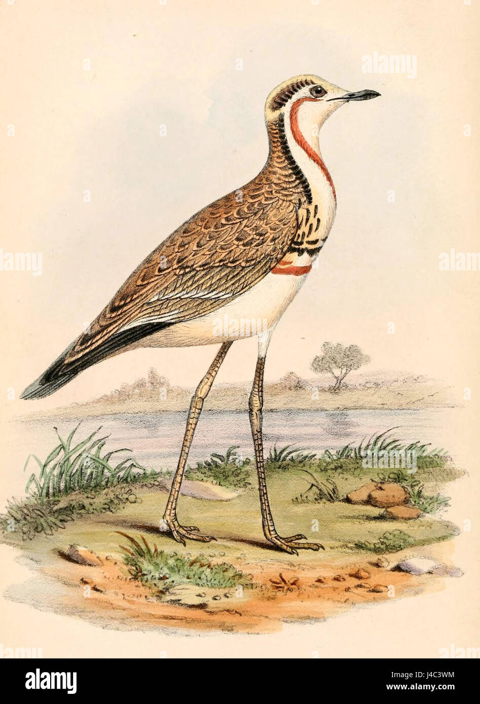 Rhinoptilus cinctus cinctus is a subspecies of the bronze-winged jacana ...