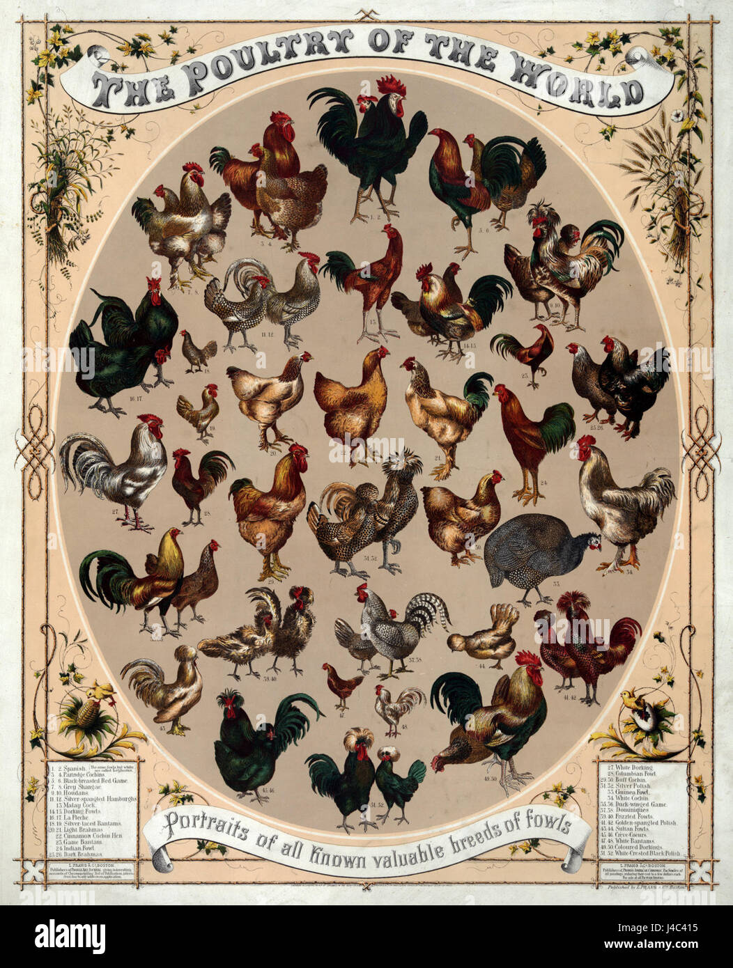 Poultry of the world Stock Photo - Alamy