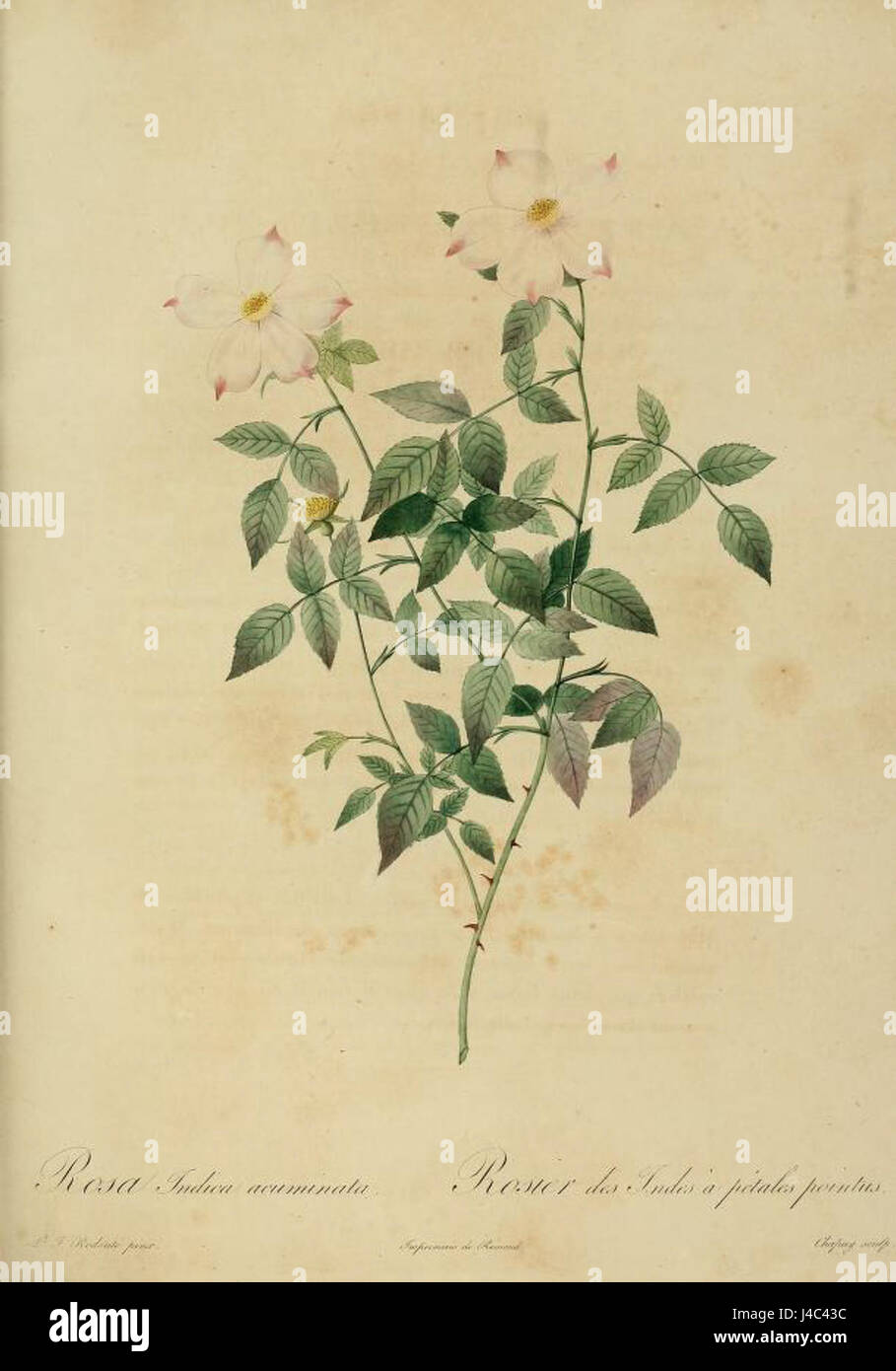 Rosa indica acuminata Stock Photo - Alamy