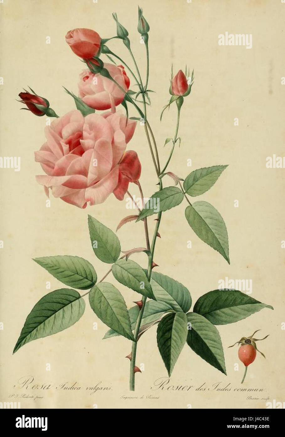 Rosa indica vulgaris, commonly known as the Indian rose, is a species ...