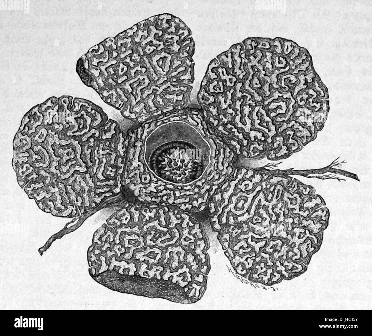 Giant rafflesia largest flower in hi-res stock photography and images ...