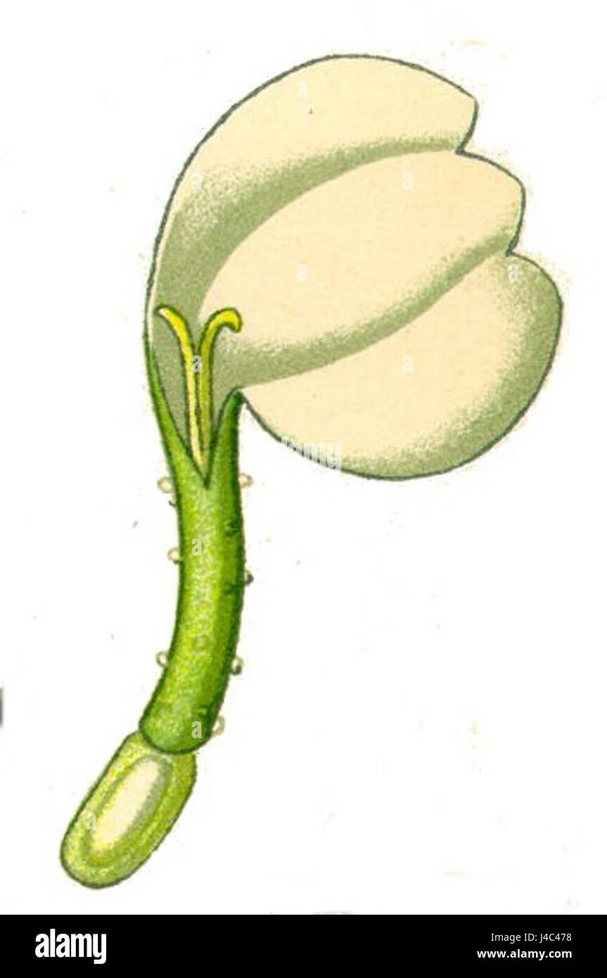 Plants and pollinators Cut Out Stock Images & Pictures - Alamy