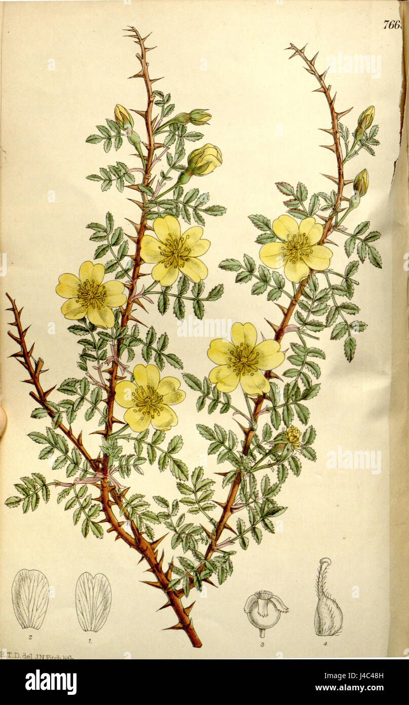 Rosa ecae is a species of rose native to a specific region, known for ...