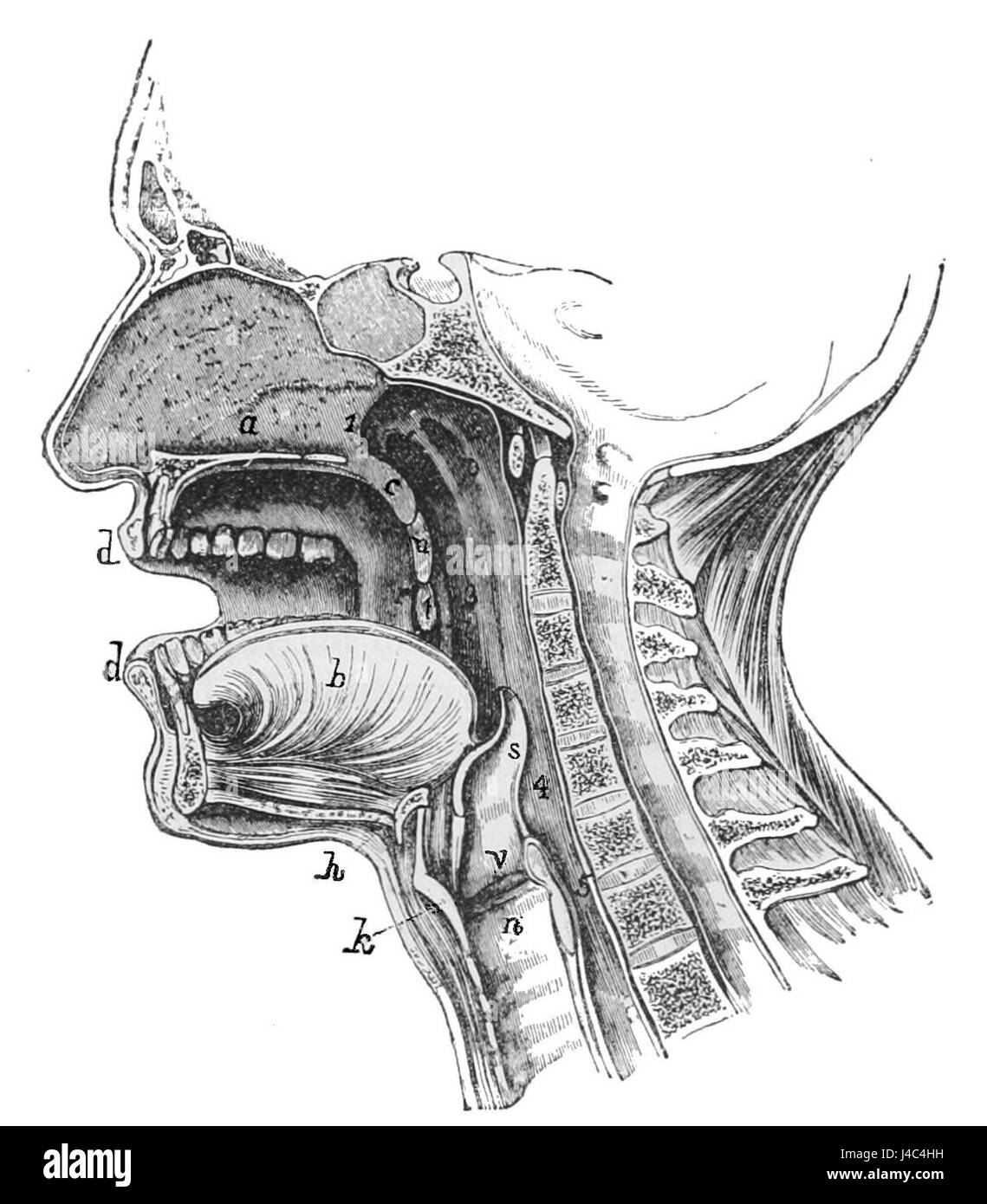 This diagram illustrates the median antero-posterior section of the ...