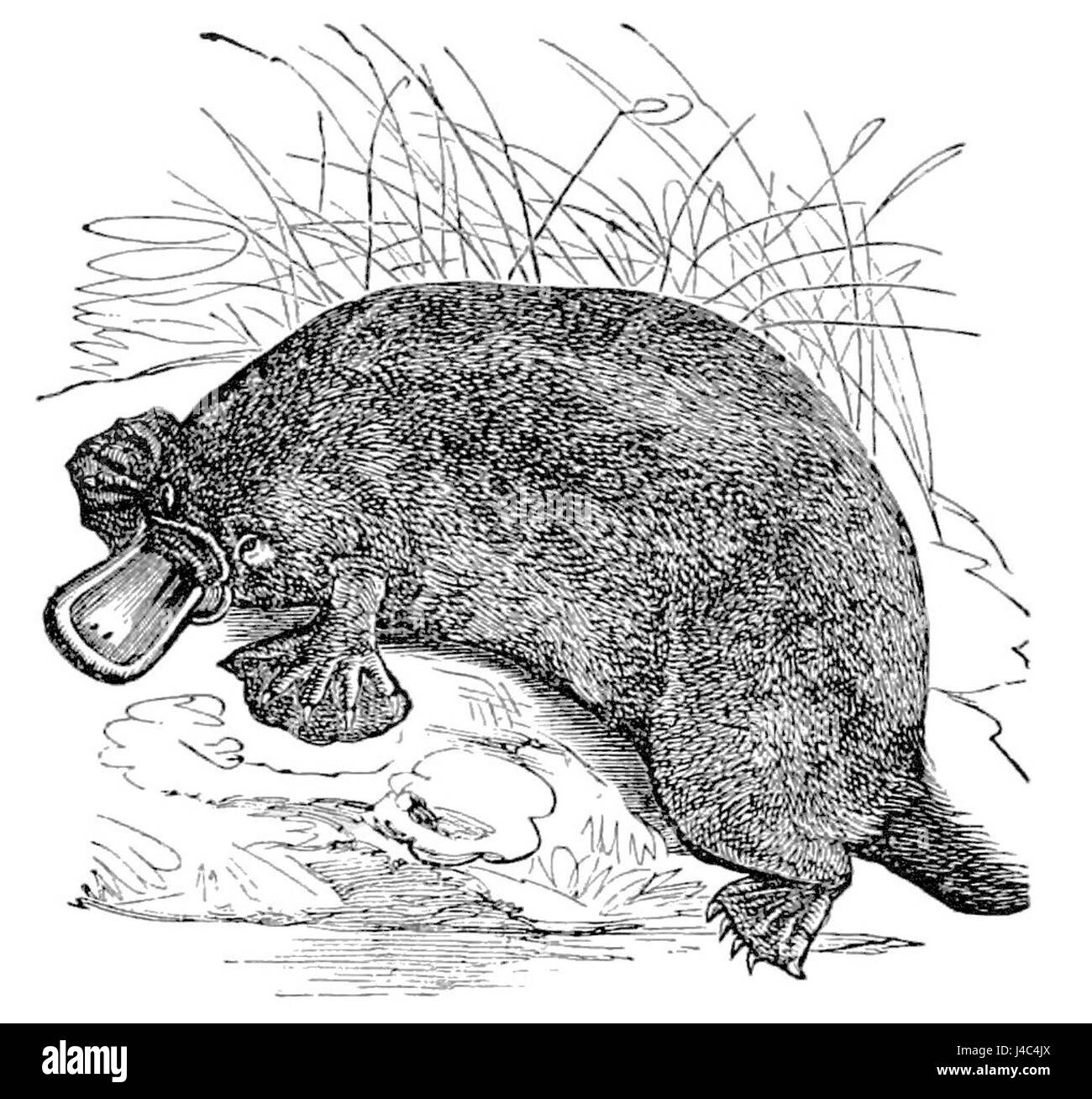 PSM V17 D789 Ornithorhynchus paradoxus Stock Photo - Alamy