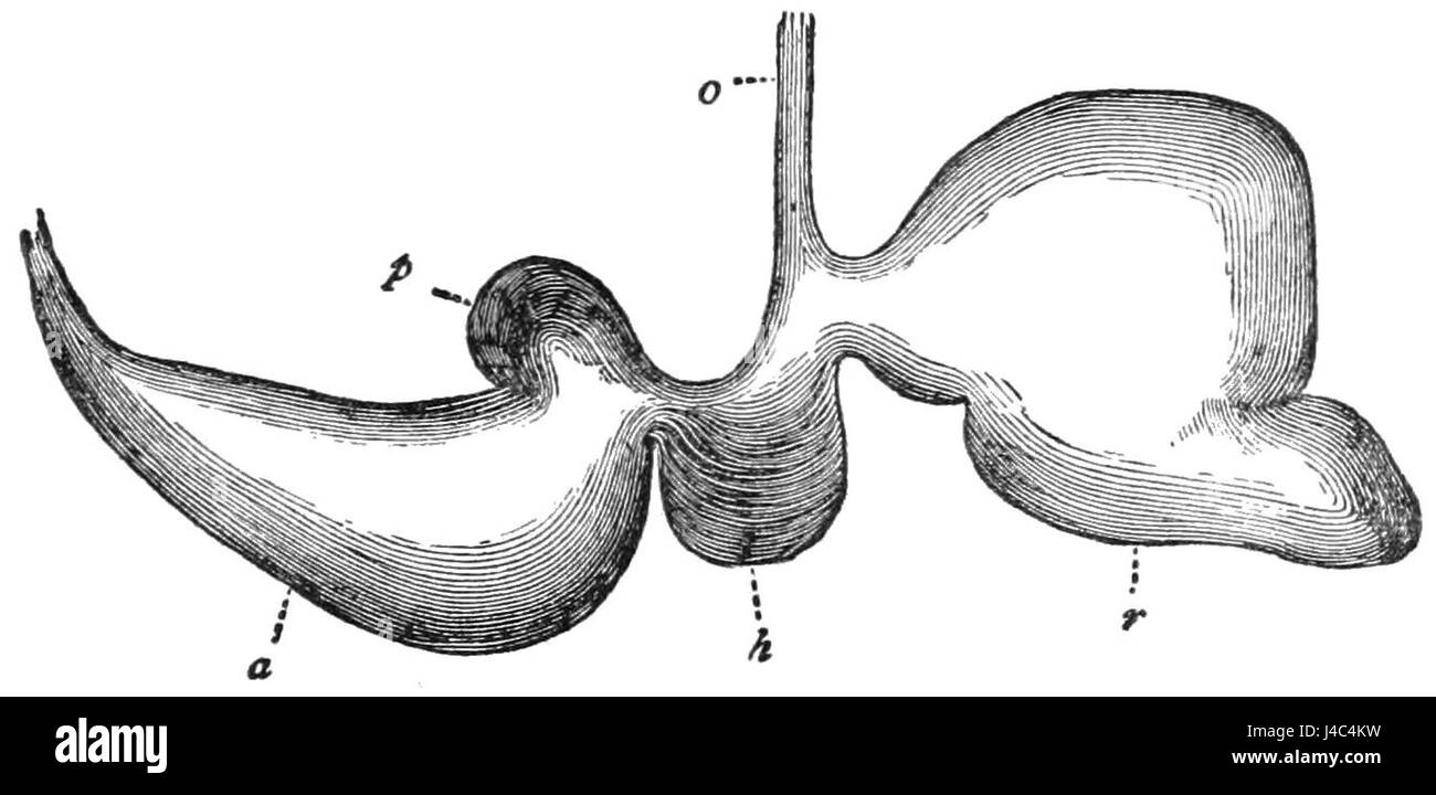 This illustration from PSM V17 D629 depicts the stomach of a sheep ...