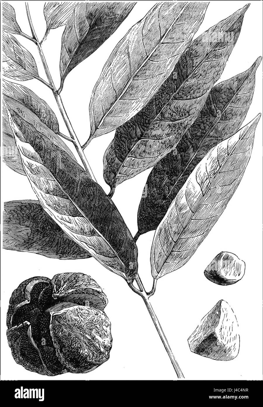 Carapa guianensis, commonly known as the Andiroba tree, is featured ...