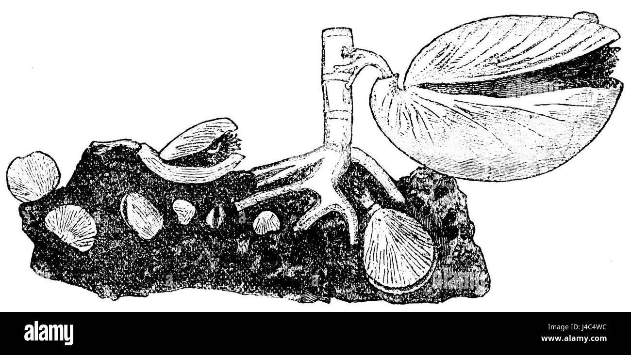 Invertebrate shell fossil Black and White Stock Photos & Images - Alamy