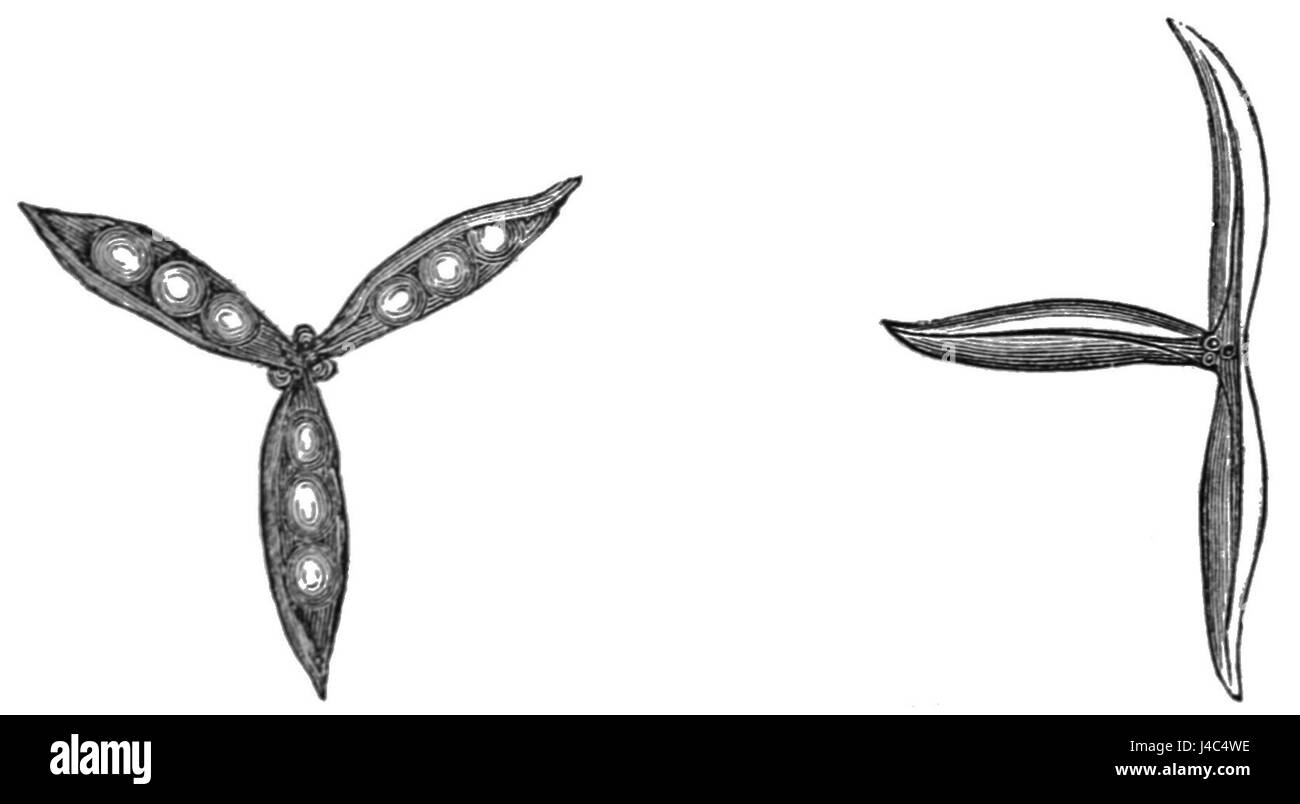 This image shows the seed vessel of Viola canina, commonly known as the ...