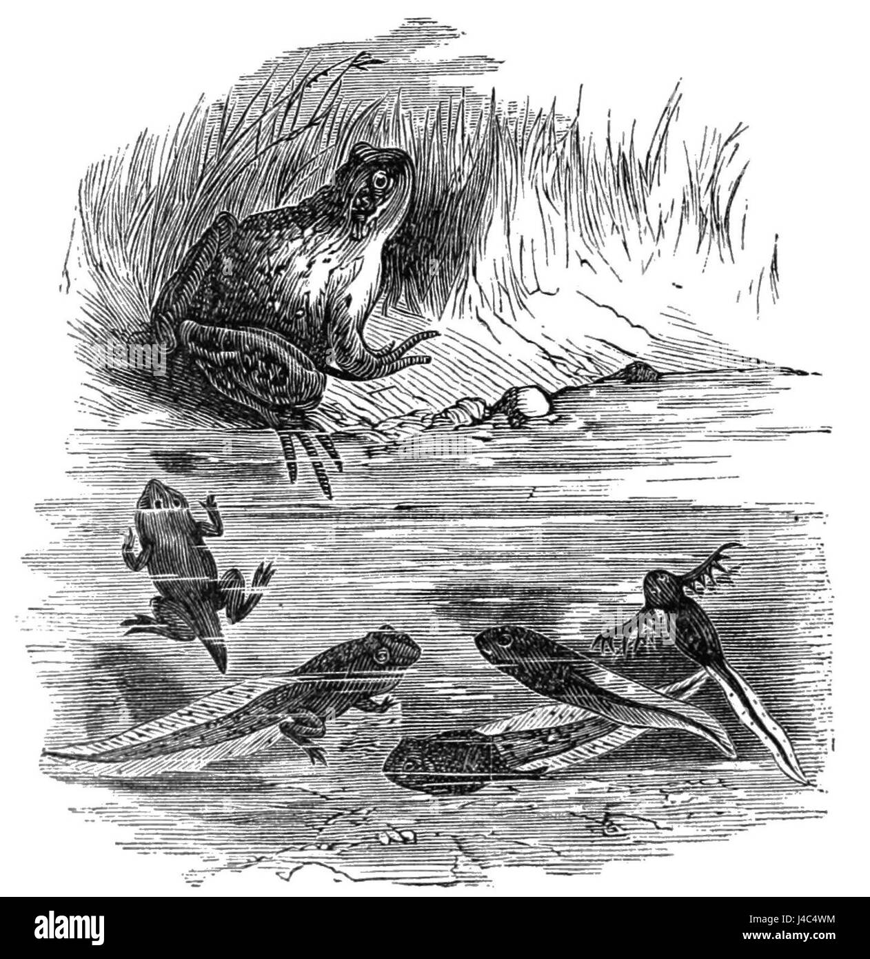 Frog egg development Black and White Stock Photos & Images - Alamy