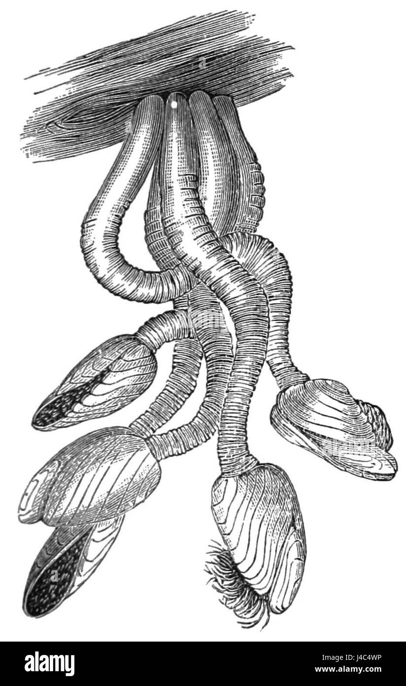 This plate from PSM (Popular Science Monthly) Volume 19, depicts ...