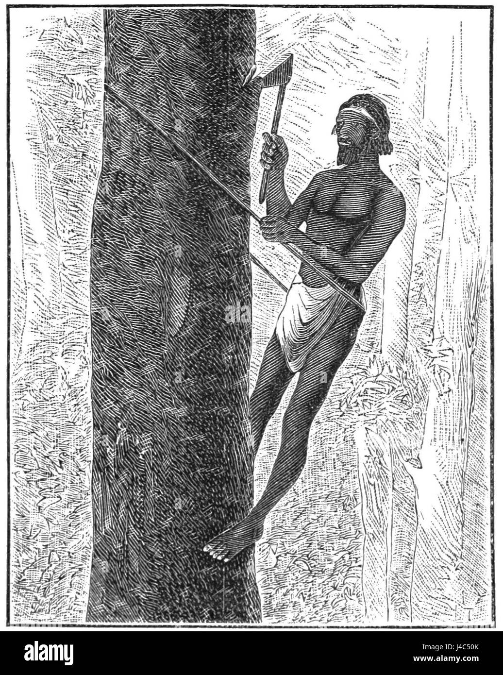 Climbing tall tree Black and White Stock Photos & Images - Alamy