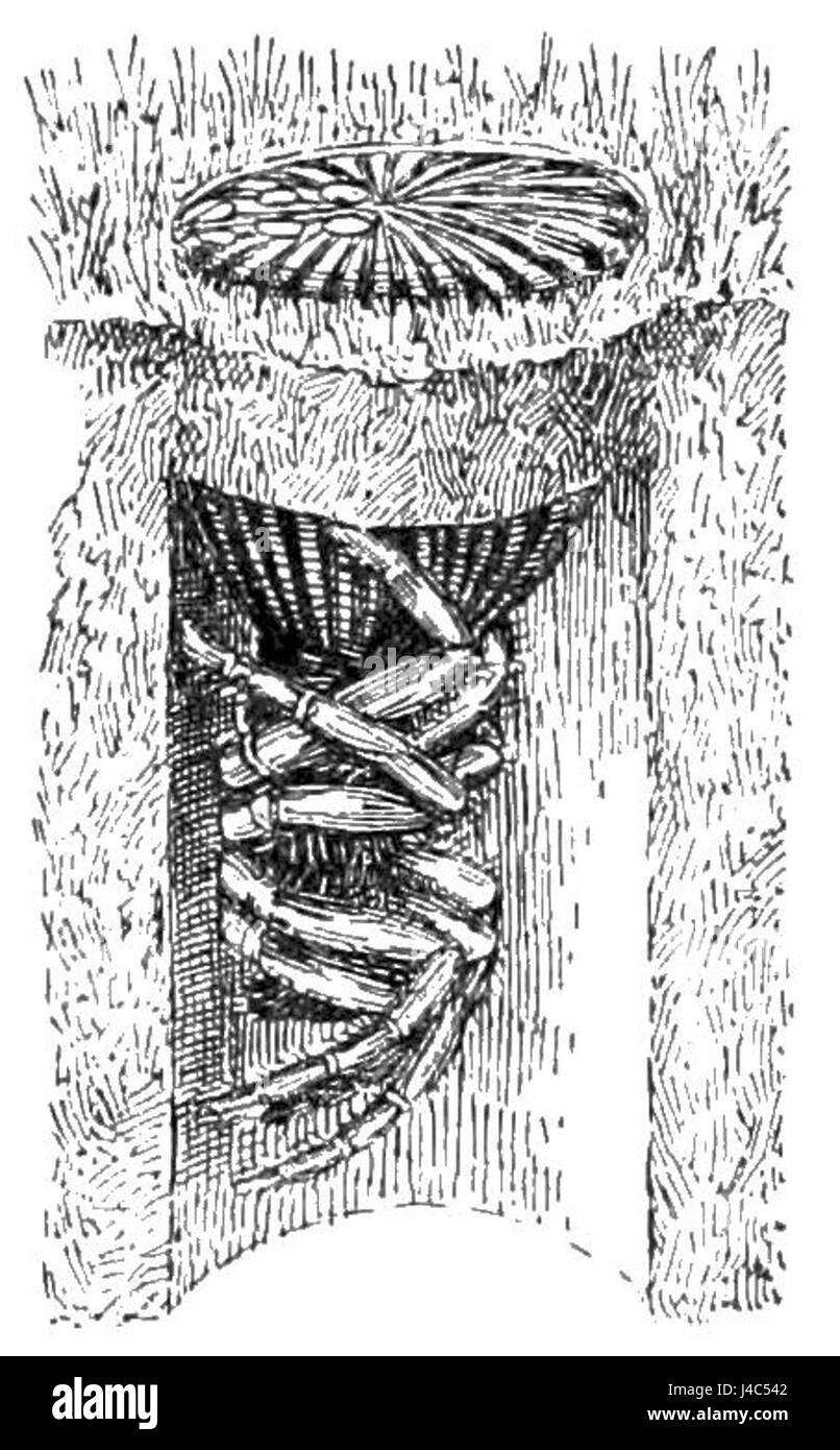 Species burrow Black and White Stock Photos & Images - Alamy