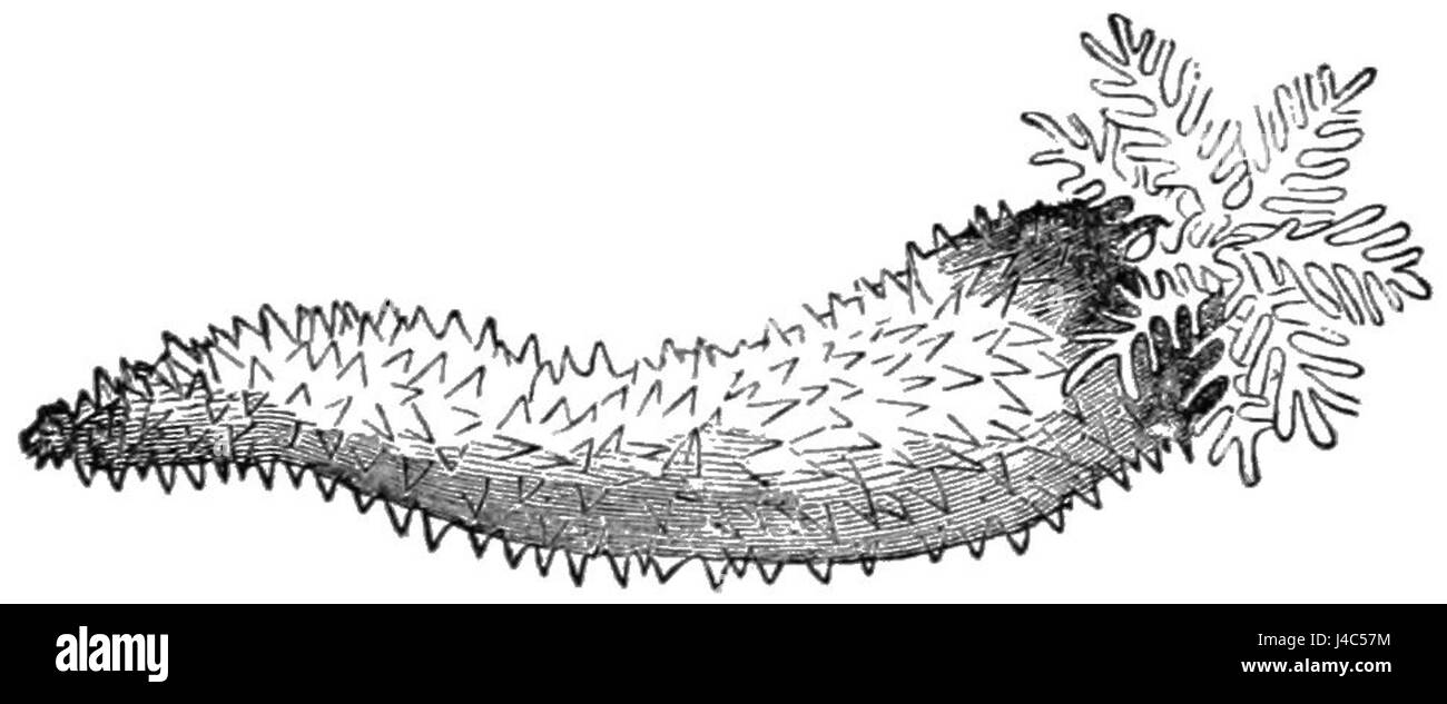 Sea Cucumber Scientific Drawing