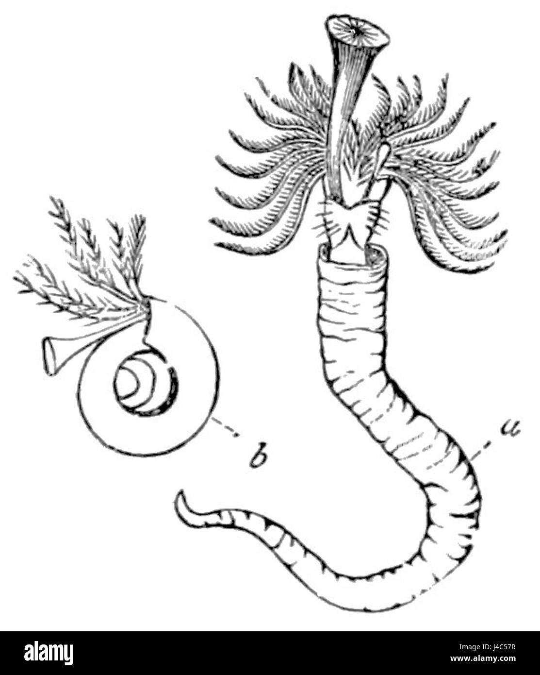 Tubicola is a genus of marine worms known for their tube-dwelling ...
