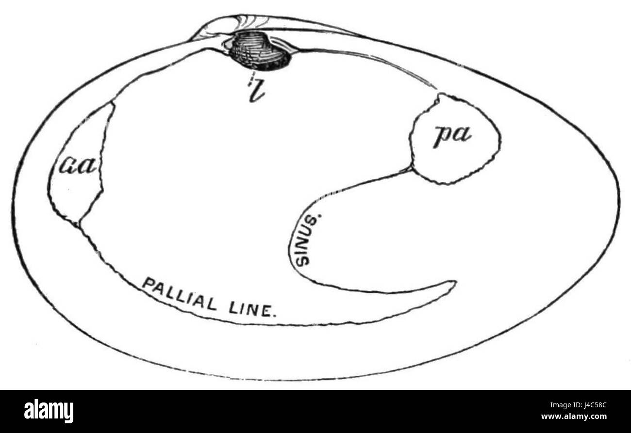 This illustration from PSM V20 D471 showcases the right valve of a ...