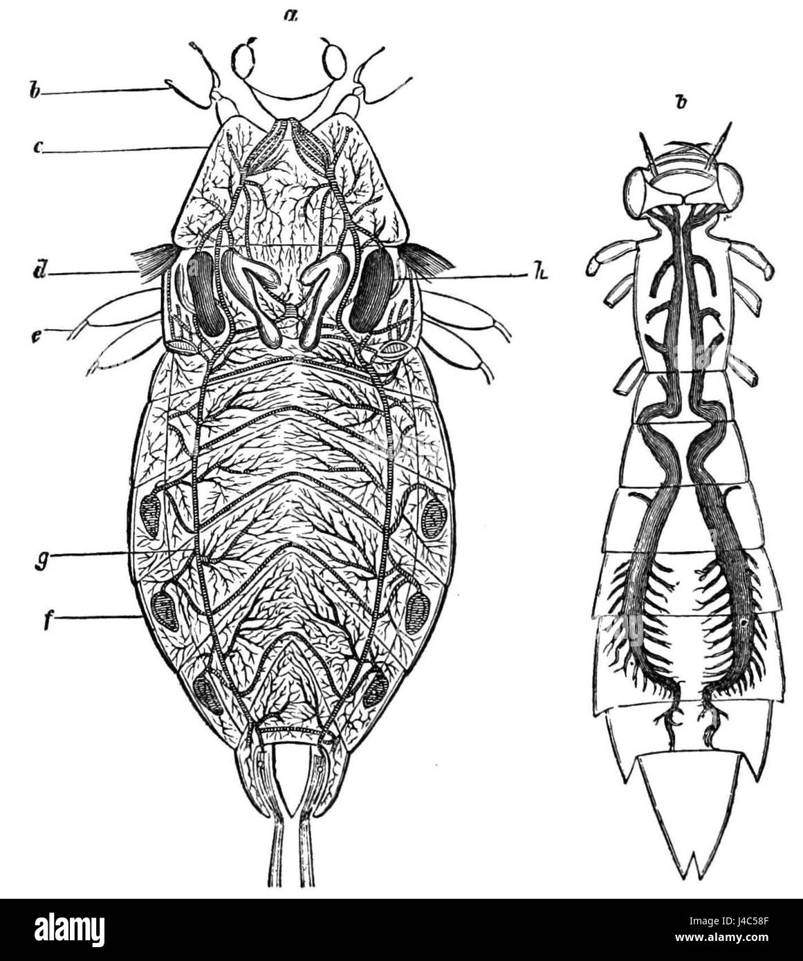 Respiratory system diagram Black and White Stock Photos & Images - Alamy