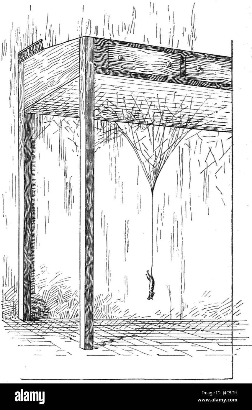 Web building spider Black and White Stock Photos & Images - Alamy