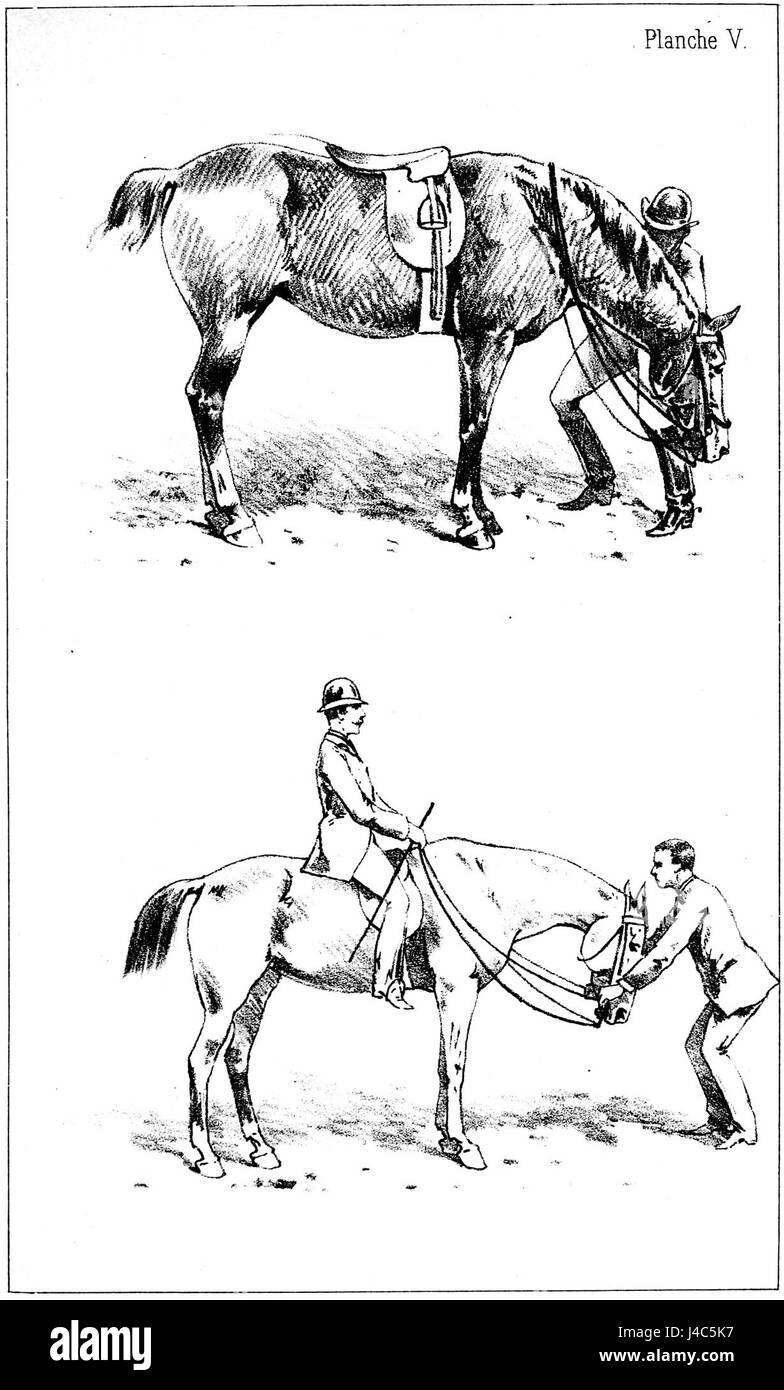 Principes de Dressage refers to the fundamental principles of horse ...