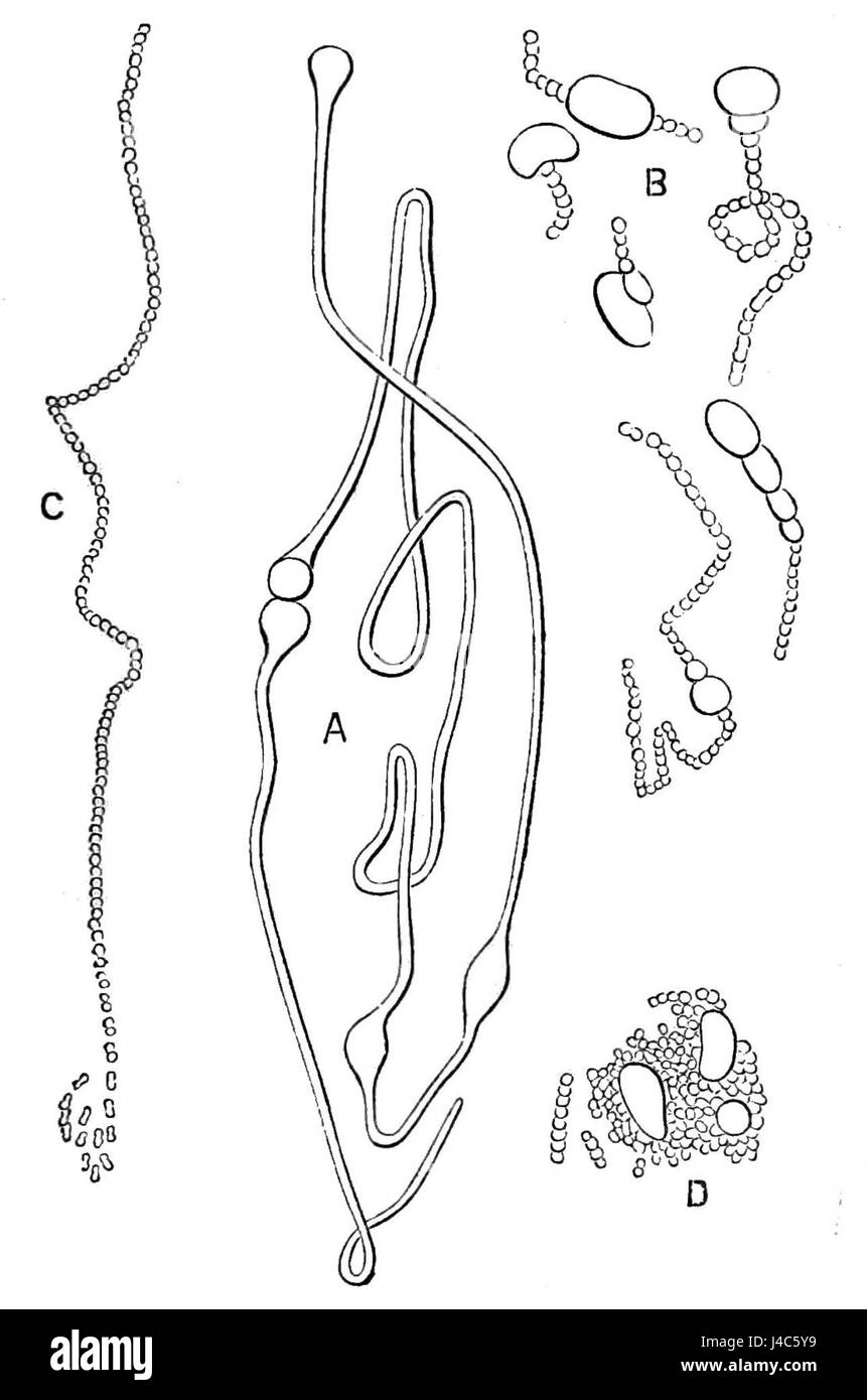 Micrococcus bacilliformis is a type of bacterium studied for its role ...