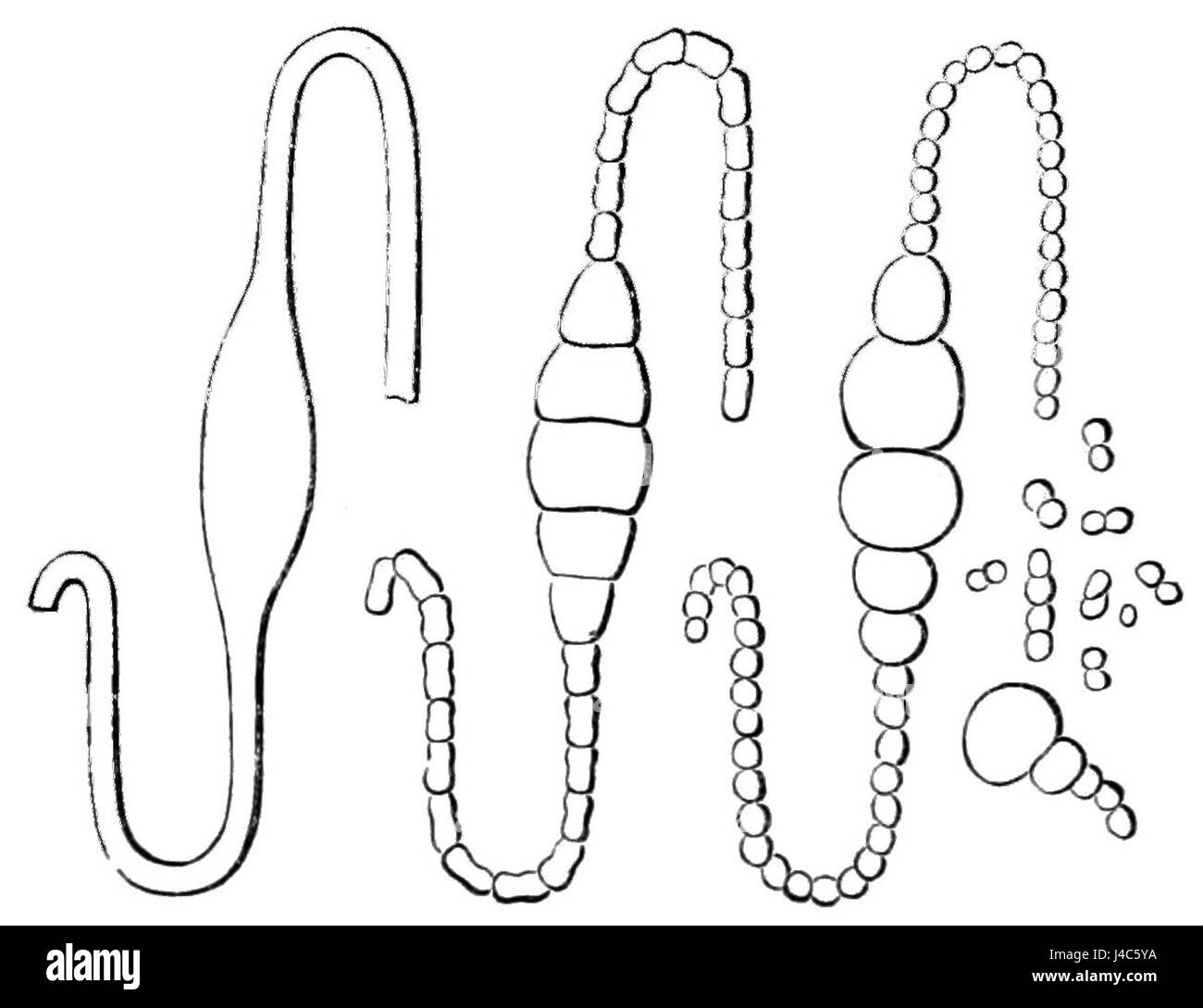 This image illustrates the successive phases in the transformation of a ...