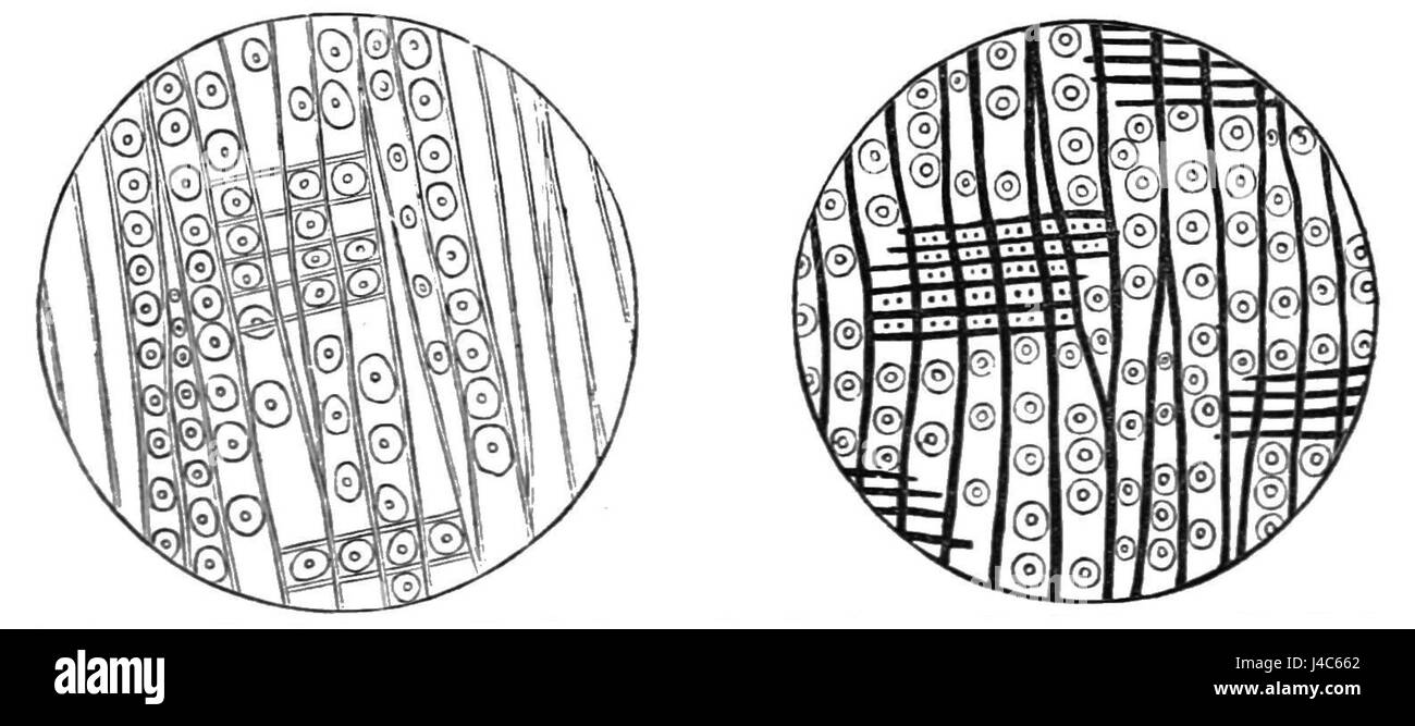 This illustration from PSM Volume 23 presents sectional views of ...