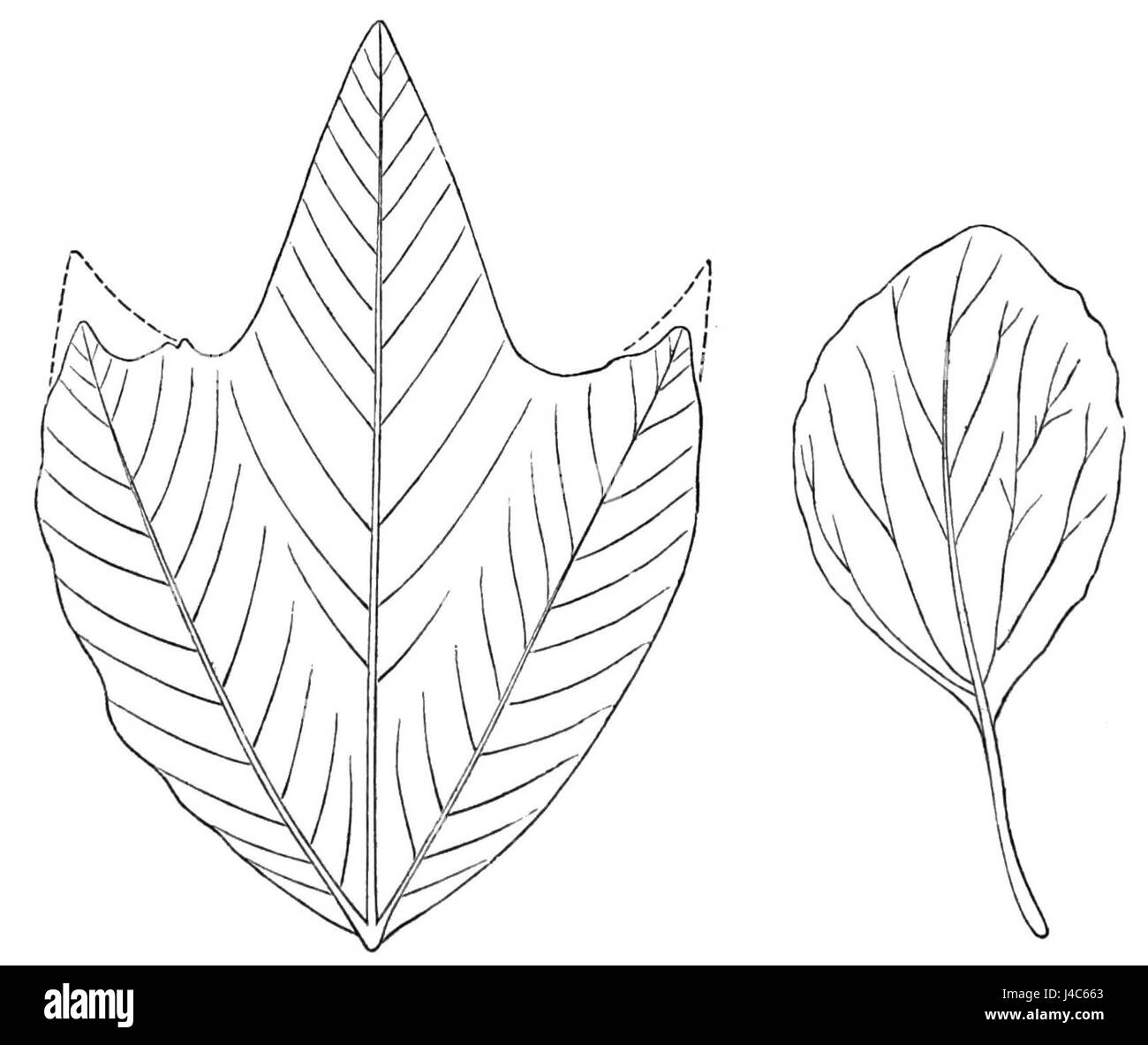 Platanus Black and White Stock Photos & Images - Alamy