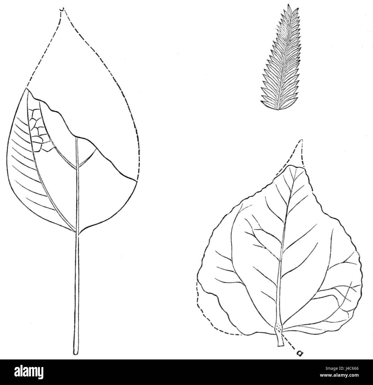 Plant ficus Black and White Stock Photos & Images - Alamy