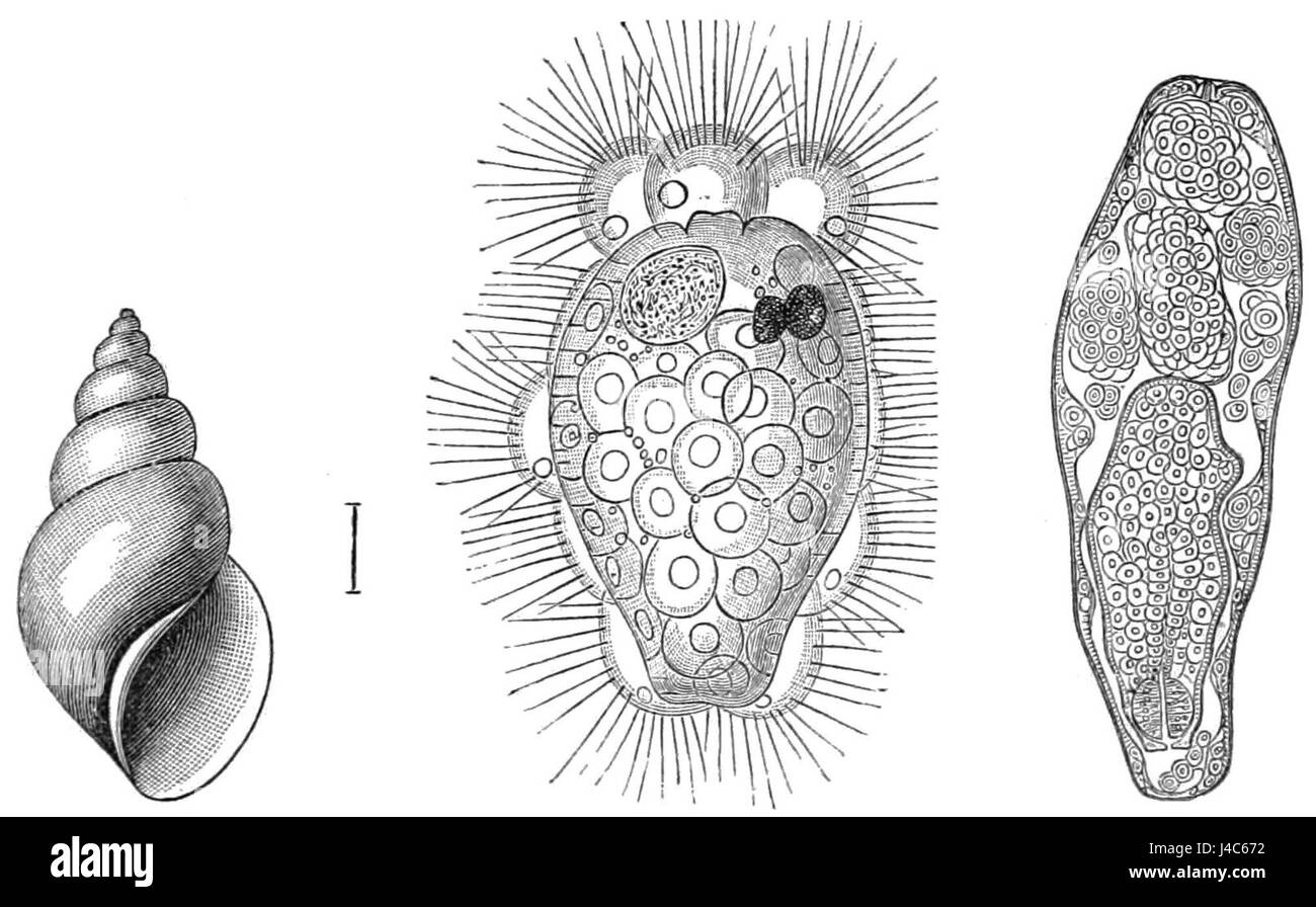 This scientific illustration depicts the life cycle of a trematode ...