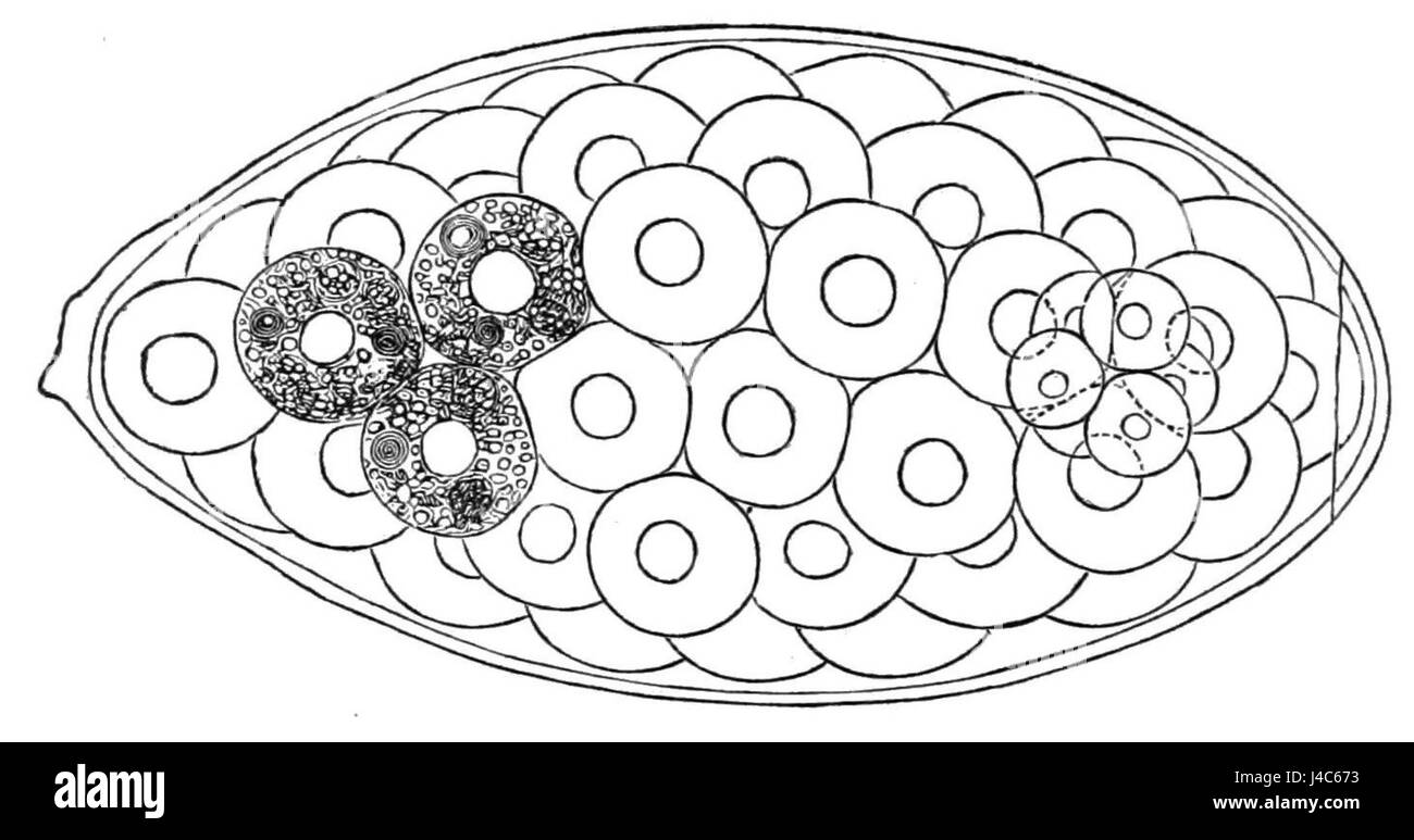 Egg system Black and White Stock Photos & Images - Alamy