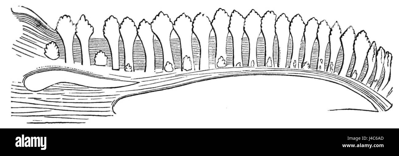 Biological section Black and White Stock Photos & Images - Alamy