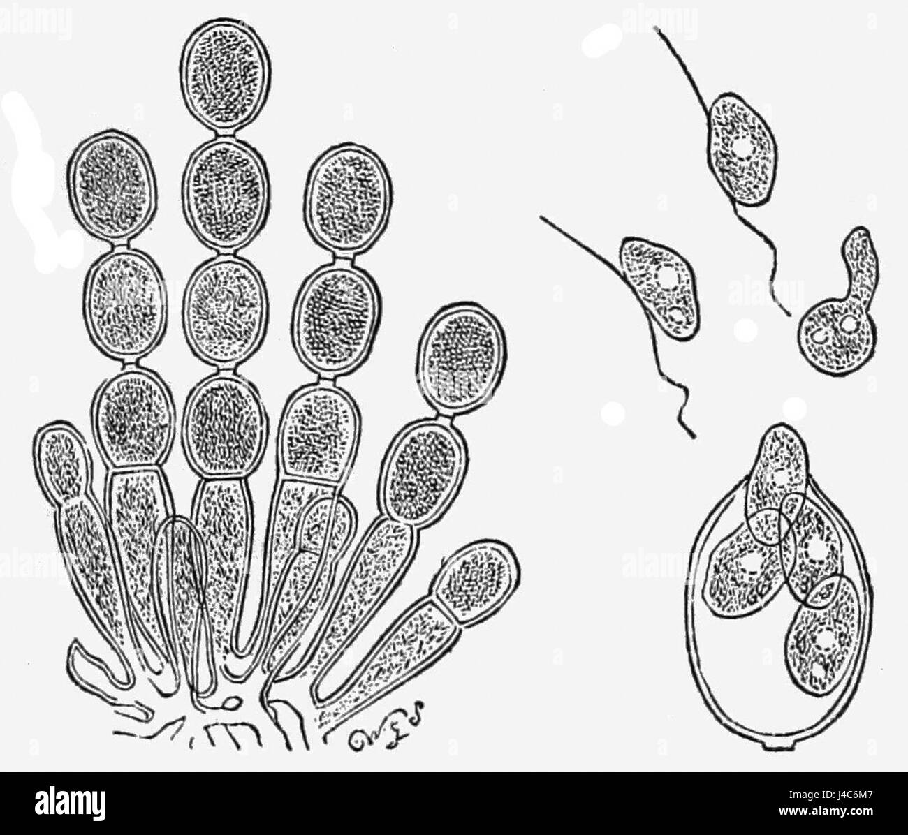 Mussels or molds Black and White Stock Photos & Images - Alamy