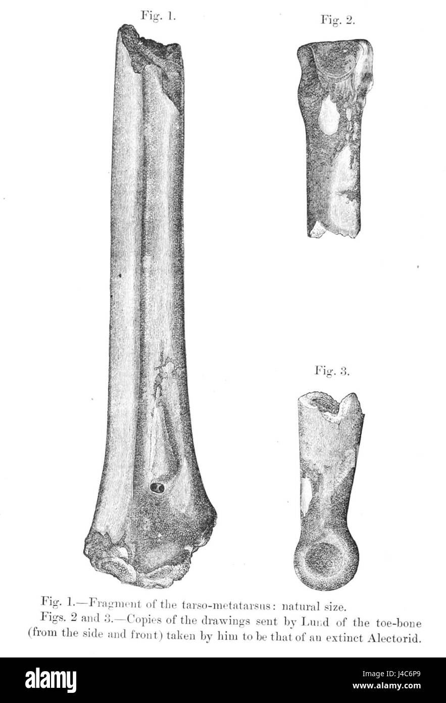 Rhea species Cut Out Stock Images & Pictures - Alamy