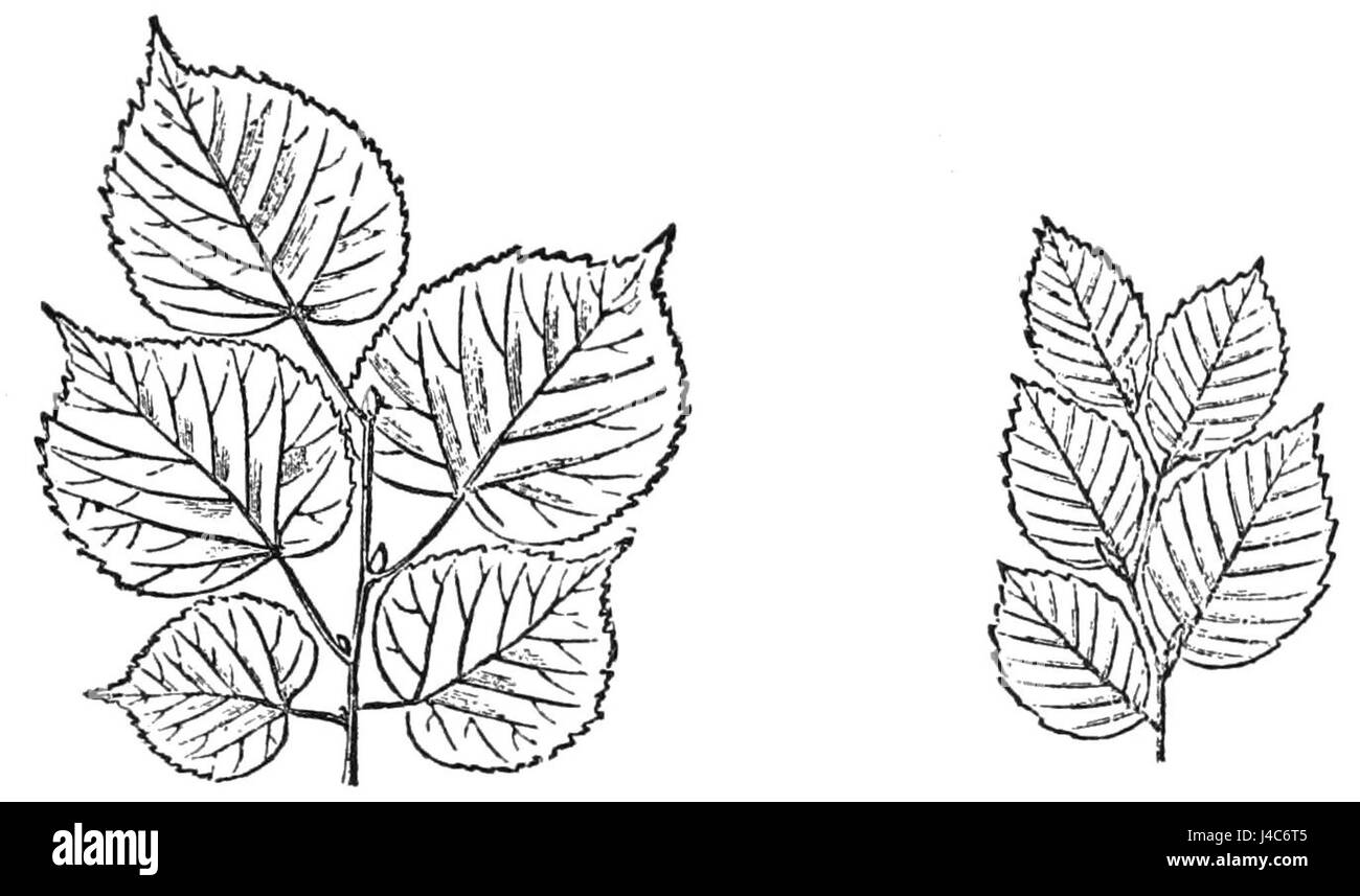 Photosynthesis study Cut Out Stock Images & Pictures - Alamy
