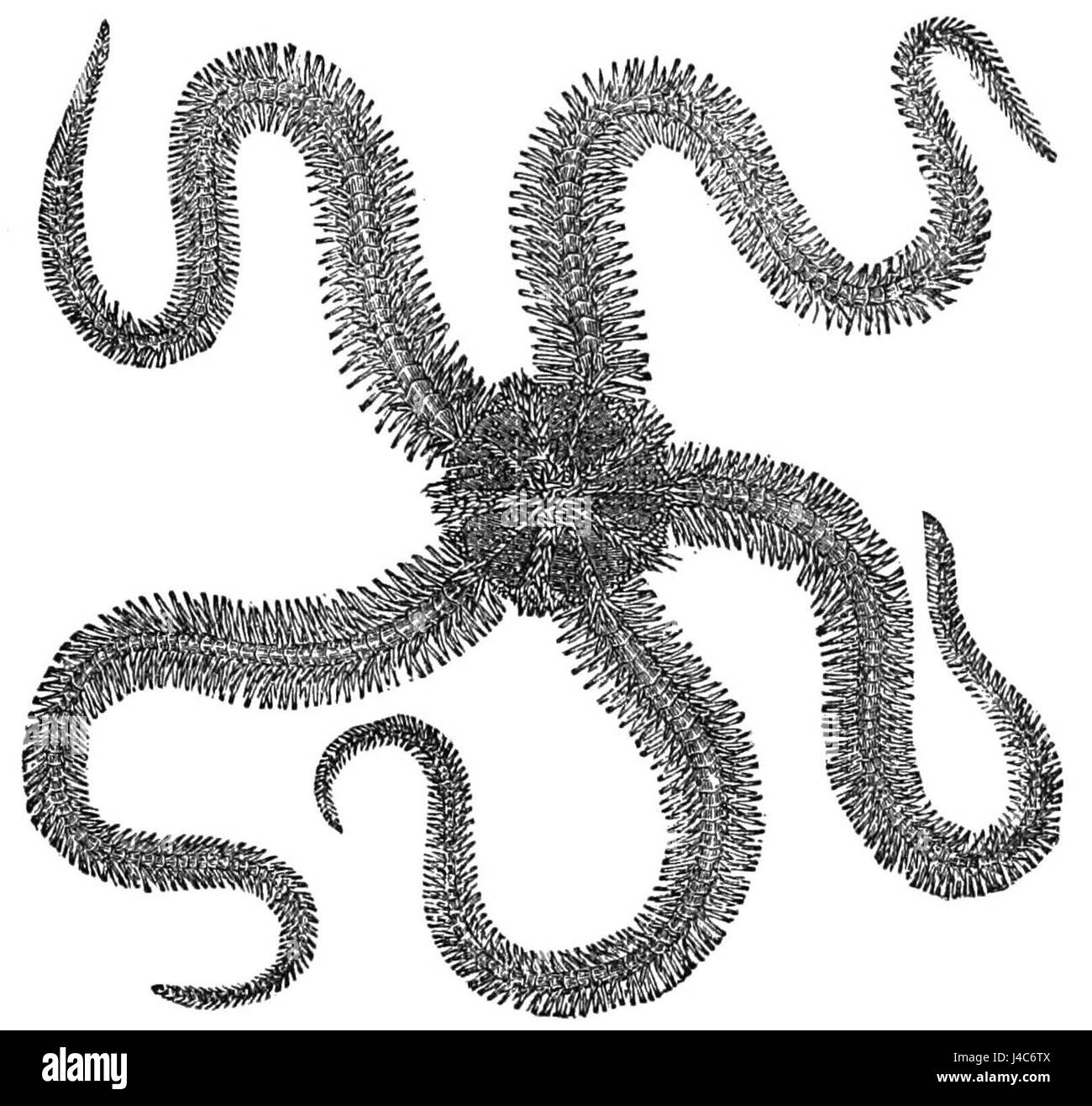 Regeneration starfish Black and White Stock Photos & Images - Alamy