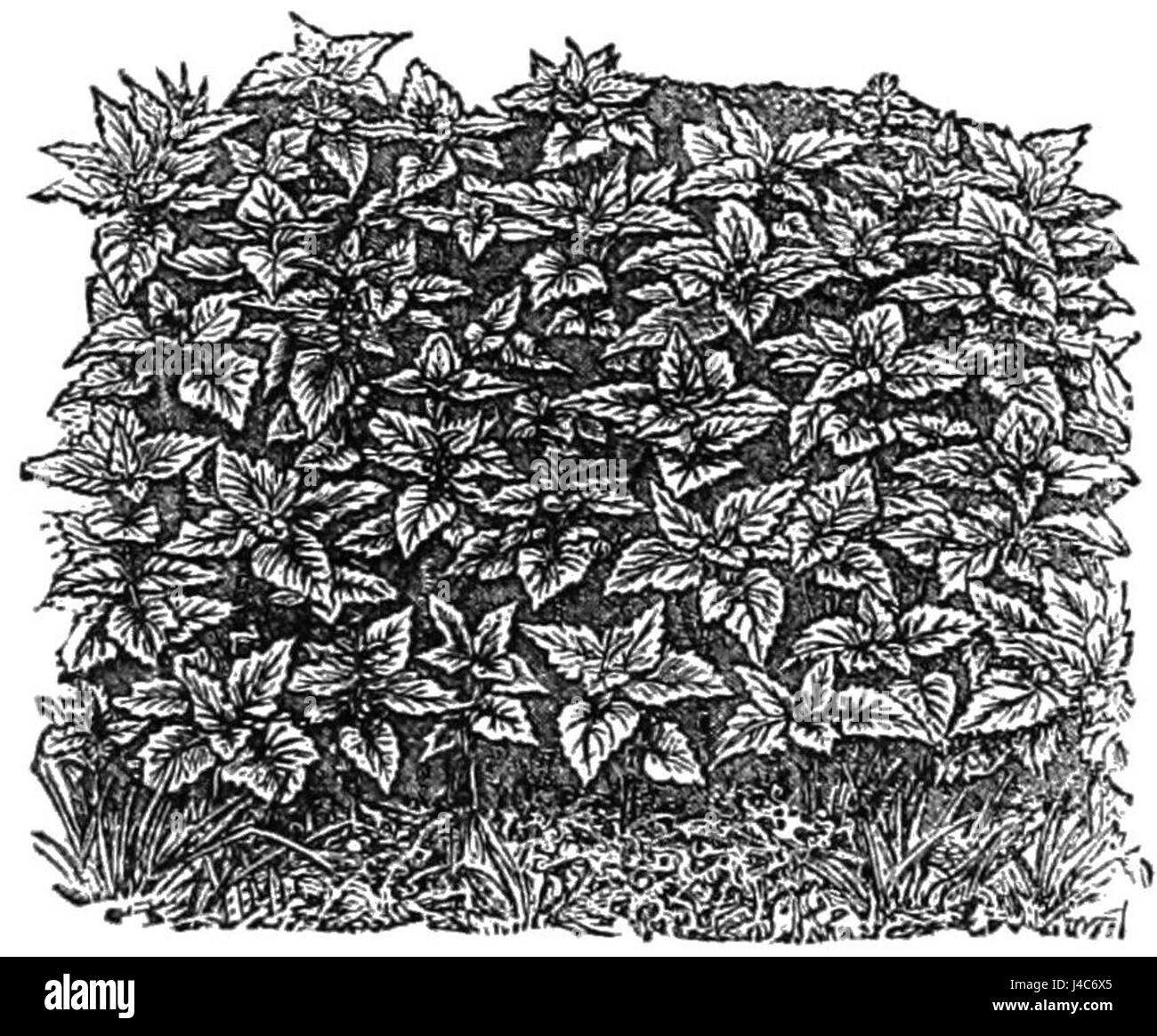 Species of nettle Black and White Stock Photos & Images - Alamy