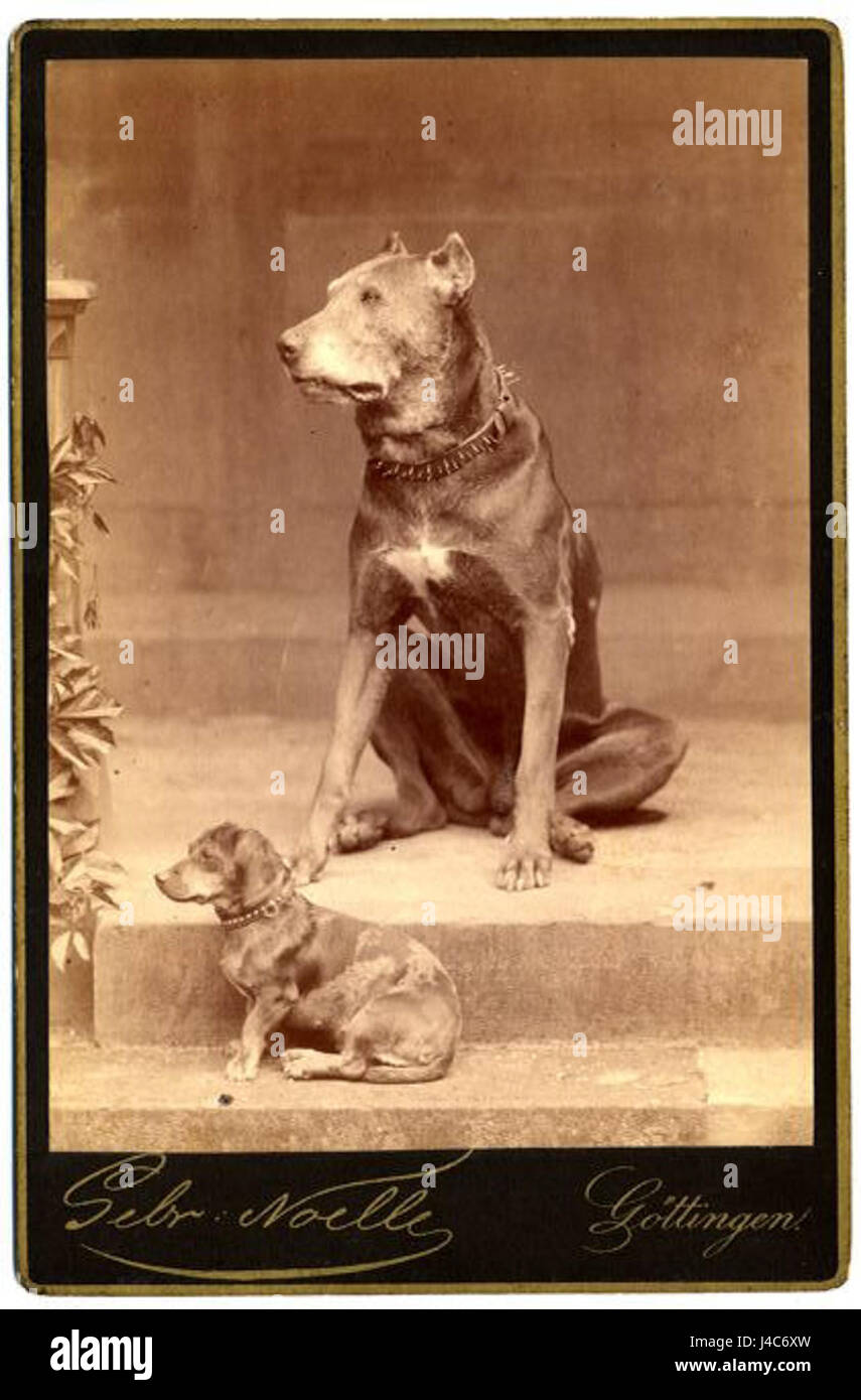 Reichshund hi-res stock photography and images - Alamy