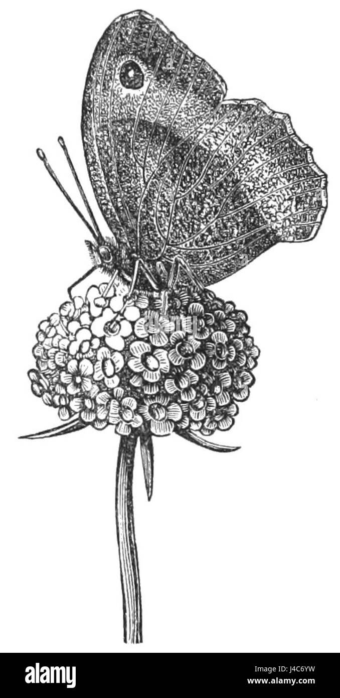 Hipparchia janira hi-res stock photography and images - Alamy