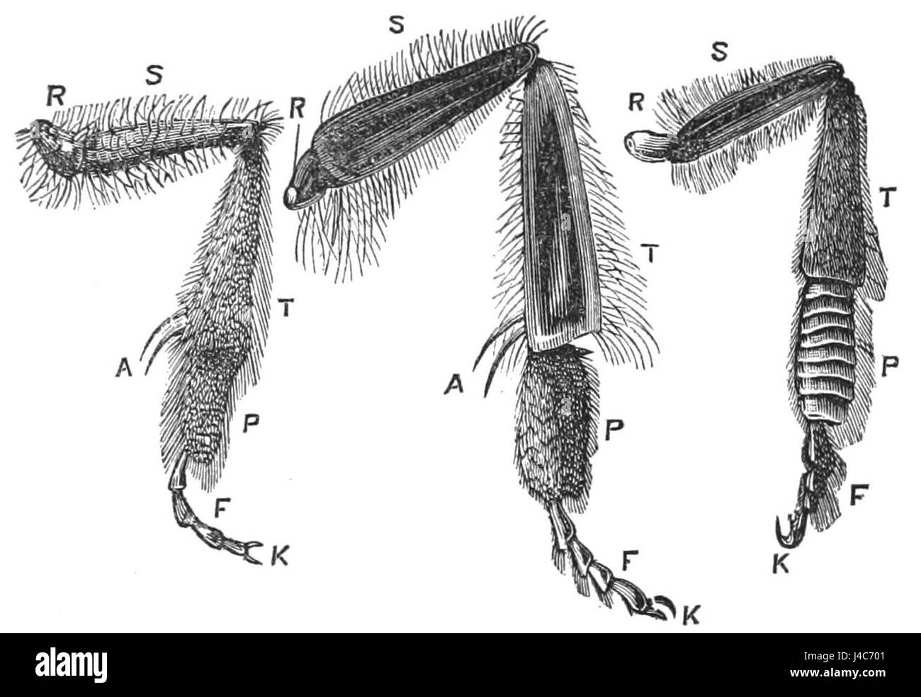 To hind legs Cut Out Stock Images & Pictures - Alamy