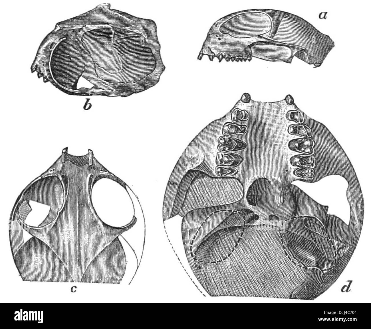 Prehistoric mammal fossil skull Cut Out Stock Images & Pictures - Alamy