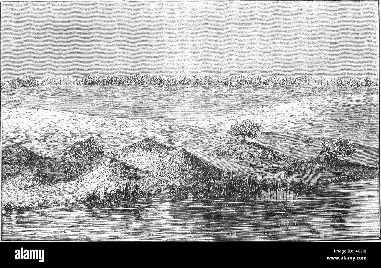 Termite's Black and White Stock Photos & Images - Alamy